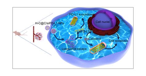 Peptide Modified Cyclodextrin Based Nanosystem For Co Delivery Of Celastrol And SiPD L To