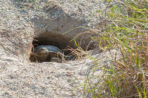 About Us Premier Gopher Tortoise Services