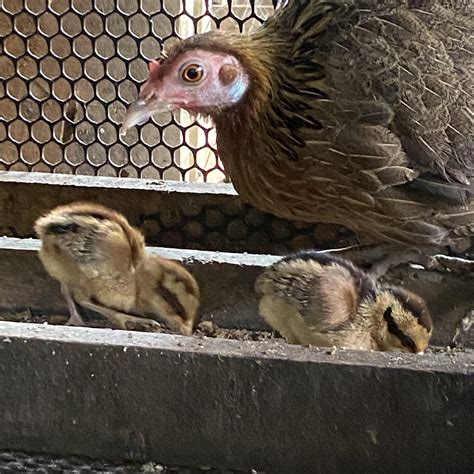 ສອນໄຊ ໄກ່ຕໍ່ລູກຜະສົມພາກໃຕ້ ສປປ ລາວ