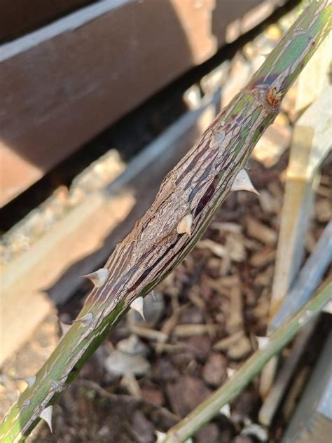 Swelling On The Rose Trunk Is It Fatal In The Roses Forum
