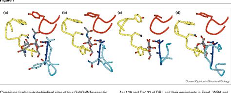 Figure 1 From Novel Structures Of Plant Lectins And Their Complexes With Carbohydrates
