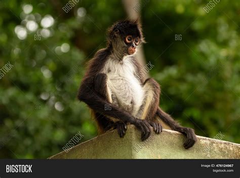 Cute Spider Monkey Pictures