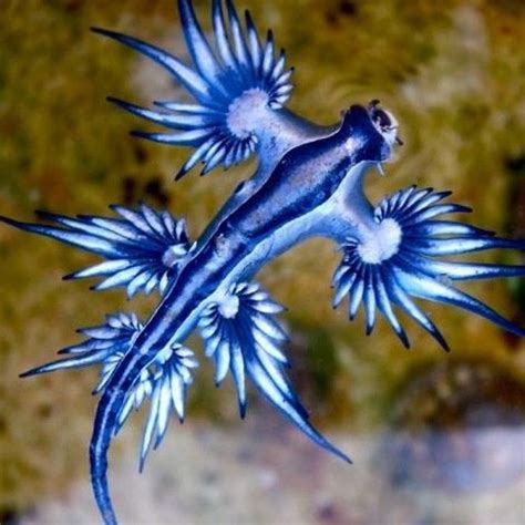 Blue Glaucus The Stunning Sea Slug