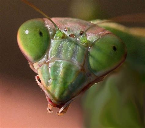 Chinese Mantis Alchetron The Free Social Encyclopedia