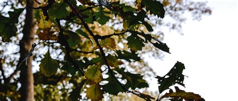 Oak Processionary Moth Treatment Specialists Maydencroft