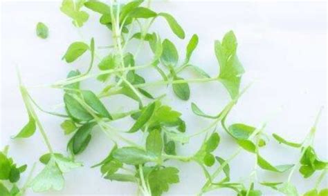 How To Grow Celery Microgreens Fast And Easy Epic Gardening