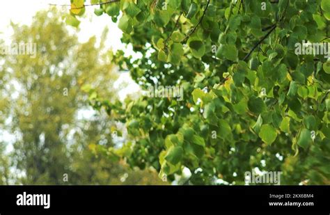 Branches Of A Tree Crown Sway In The Wind Closeup A Tree In The Blurry Stock Video Footage