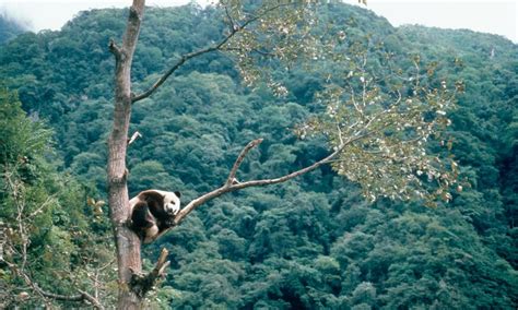 5 Ways To Stop Deforestation In Our Food Wwf