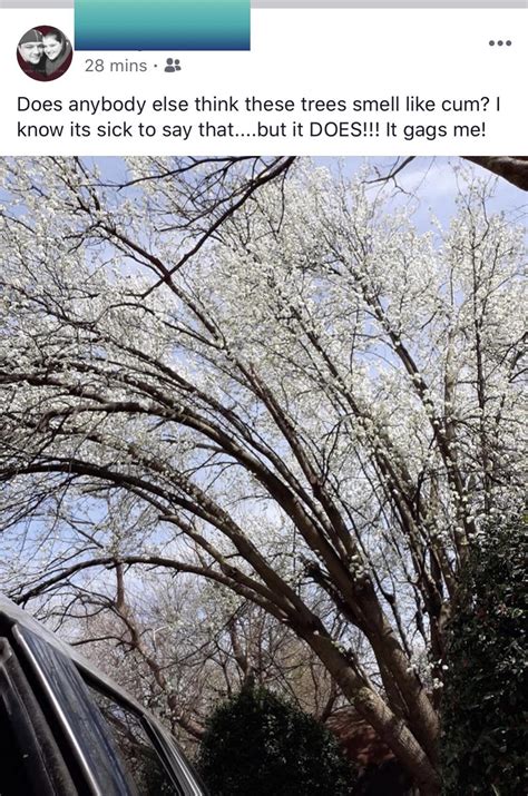 Trees Smell Like Cum WHaT R Trashy