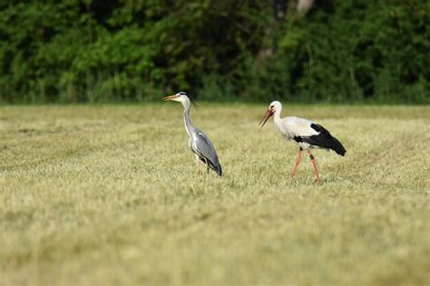 Premium Photo Side View Of Gray Heron And Stork On A Field