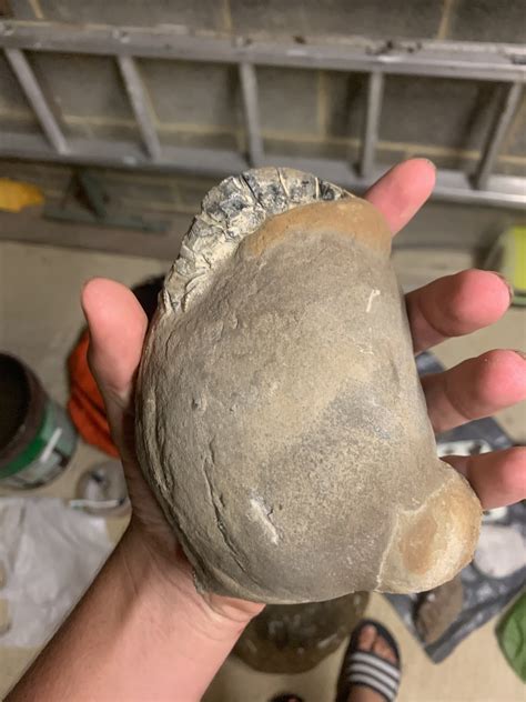 Fossil Lobster Fossil Id The Fossil Forum