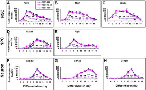 The Effect Of Rest Ablation On The Expression Of Stage Specific Neural Download Scientific
