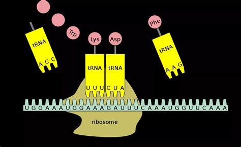 12 Facts About Transfer Rna Factsnippet