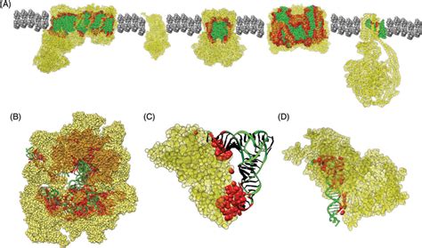 Assessing The Fitness Consequences Of Mitonuclear Interactions In Natural Populations