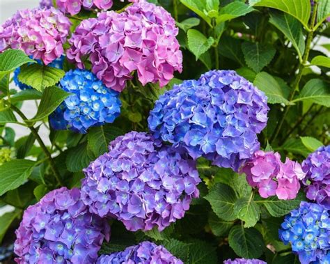 Гортензия крупнолистная "Букет Роуз" (Bouquet Rose) купить с доставкой ...