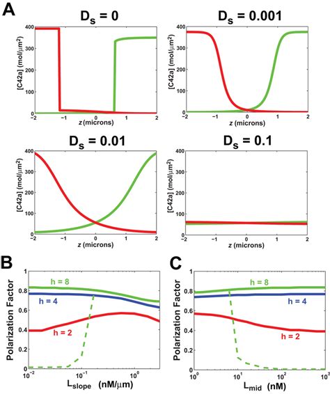 Simulations Of Spatial Model Of Yeast Cell Polarization A Effect Of