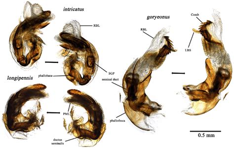 Male Genital Structure Endosoma Of Korean Phytocoris Species P
