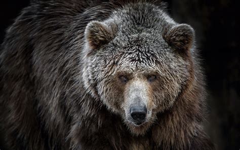 Angry Bear Wallpapers Wallpaper Cave