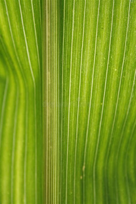 Leaf Fragment Stock Image Image Of Nature Green Beautiful 11156841