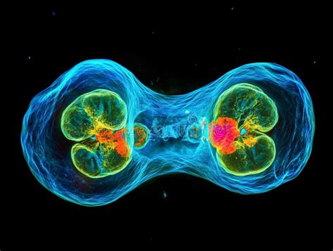 Cell Division Intricate Textures And Translucent Layers Of Two Cells Splitting Stock Image