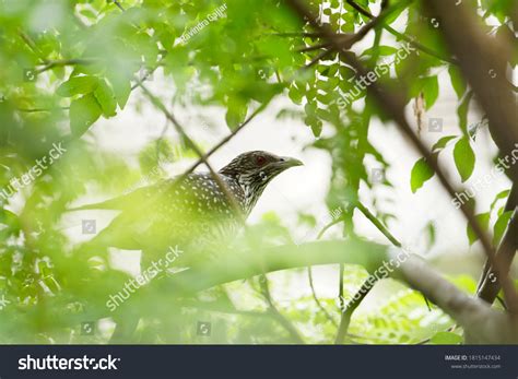 Indian Nightingale Bird