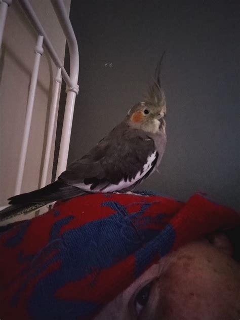 Dr Gryphon Monitoring Me As I Nap Album On Imgur