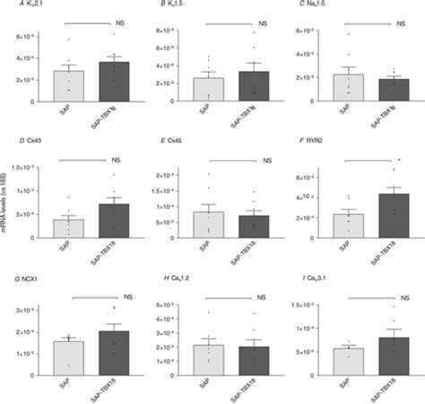 Tbx18 Overexpression Enhances Pacemaker Function In A Rat Subsidiary Atrial Pacemaker Model Of