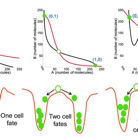 Dynamic Characteristics Of Mutually Inhibitory Feedback Loops A