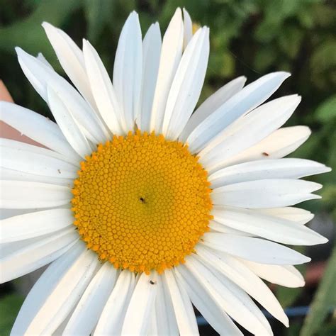 Anna Pirkl On Instagram “gratitude Photo Journaling To Find Grounding