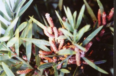 Gallery Category Landscapes Image Male Podocarpus W Pollen
