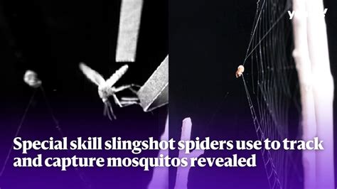 Special Skill Slingshot Spiders Use To Track And Capture Mosquitos Revealed Yahoo Australia
