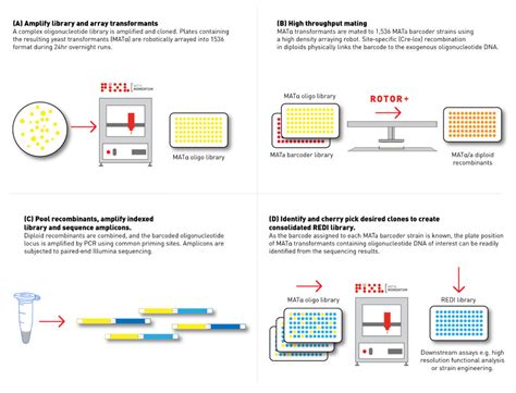 Next Generation Tools For High Throughput Genome Editing In Yeast Singer Instruments