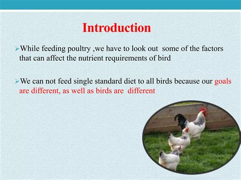 Factors Influencing The Nutrient Requirements In Poultry Pptx