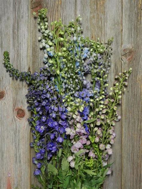 Wholesale Elatum Hybrid Delphinium Assorted Colors Delivered Online