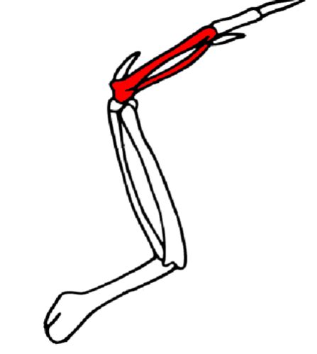 Internal Anatomy Flashcards Quizlet