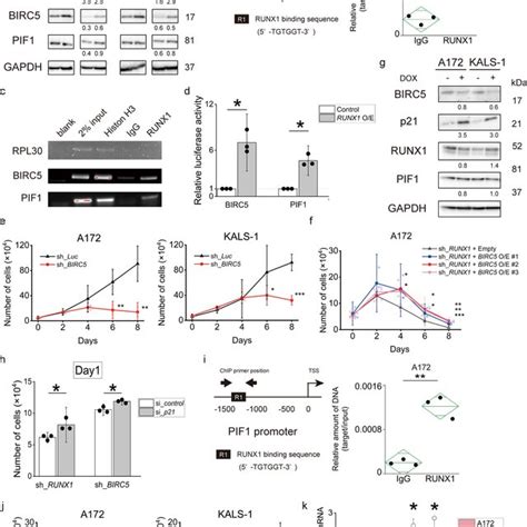 Suppression Of Runx1 Induces Apoptosis And Cell Cycle Arrest In