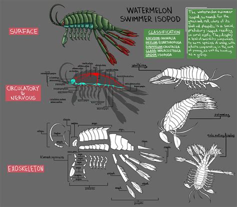 Laura Weimer Imaginary Isopod Anatomy Breakdown
