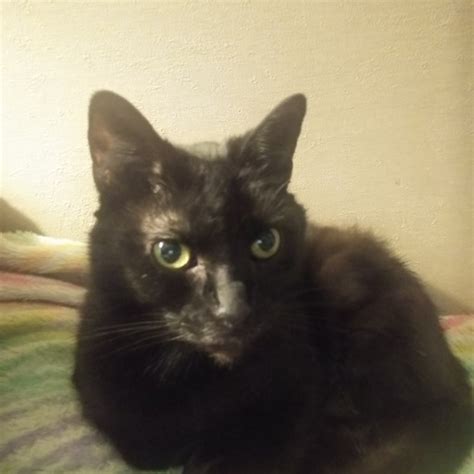 Dancing Bean Art Dancingbeanart Tumblr Blog Tumlook