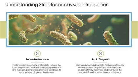 Understanding Streptococcus Suis Causes Symptoms And Treatment Ppt