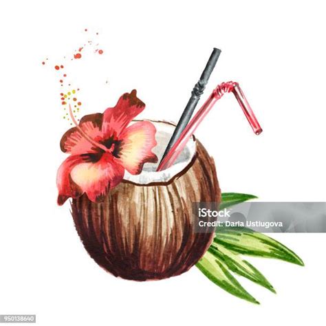 열 대 신선한 코코넛 칵테일 붉은 히 비 스커 스 꽃 장식 흰색 배경에 고립 수채화 손으로 그린 그림 0명에 대한 스톡 벡터 아트 및 기타 이미지 Istock