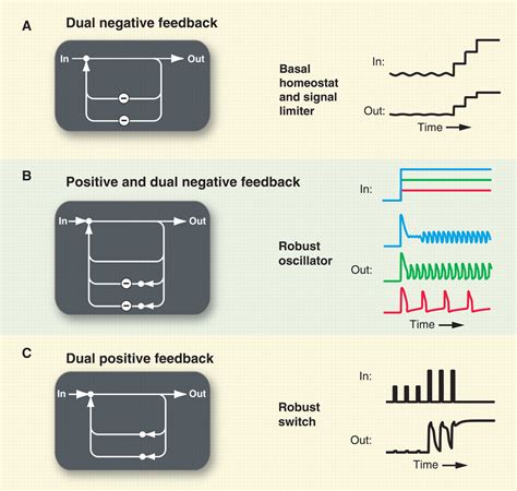 Feedback Loops Shape Cellular Signals In Space And Time Science