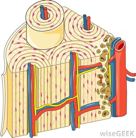 skeletal system intro diagram quizlet