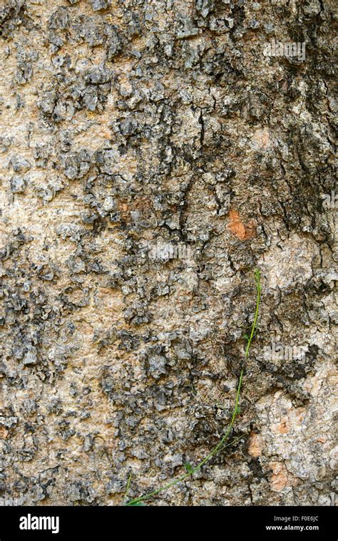 Dark Tree Bark Hi Res Stock Photography And Images Alamy