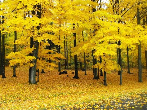 Amazing Yellow Trees In Montreal Fall Season Yellow Tree Landscape