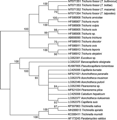 Bootstrap Consensus Tree 1000 Replicates Generated Using The Maximum