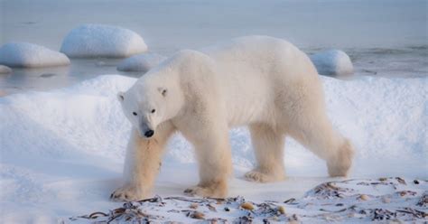 오늘과학 80년 연구의 결실북극곰 털 모방한 합성섬유