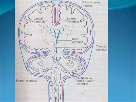 Cerebral Circulation And Csf Formation Ppt
