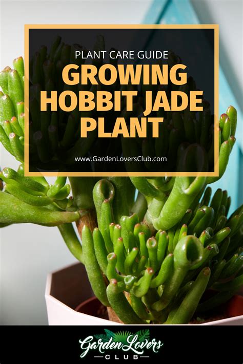 Jade Plant Varieties A Guide To Different Types Of Crassula Ovata