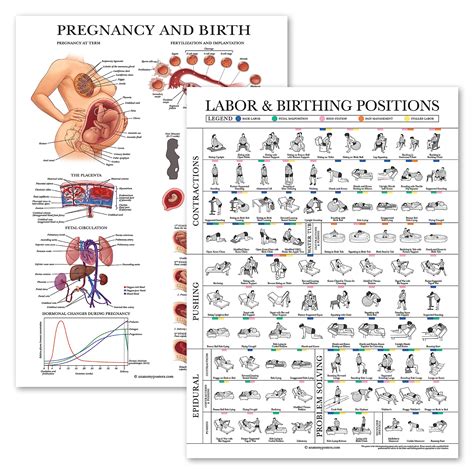 Birthing Positions Nhs
