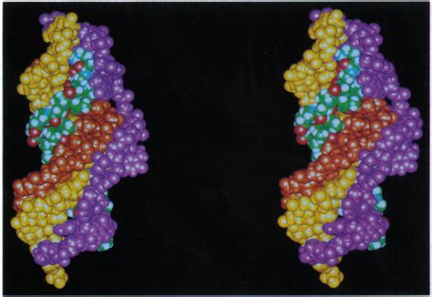 Stereoview Of The 16 Mer Dsdna Duplex D Loop Structure After Binding Of
